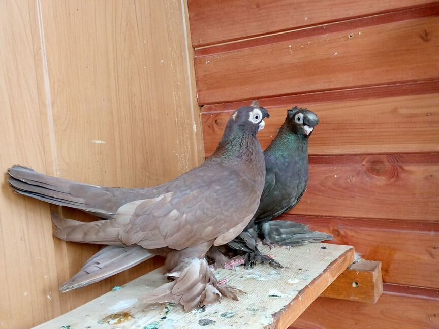 Узбекские красные короткоклювые голуби