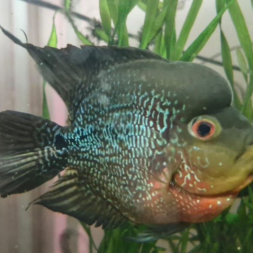 Аквариумные рыбы