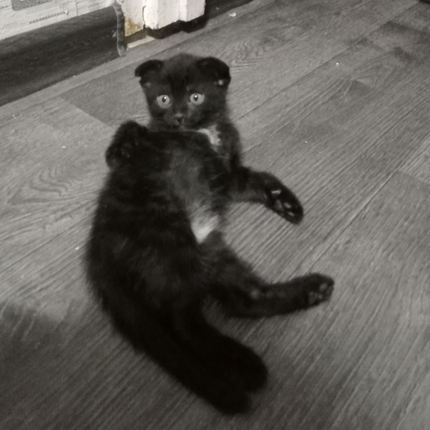 Котёнок в добрые руки