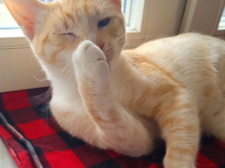 Кому красавца 10 мес