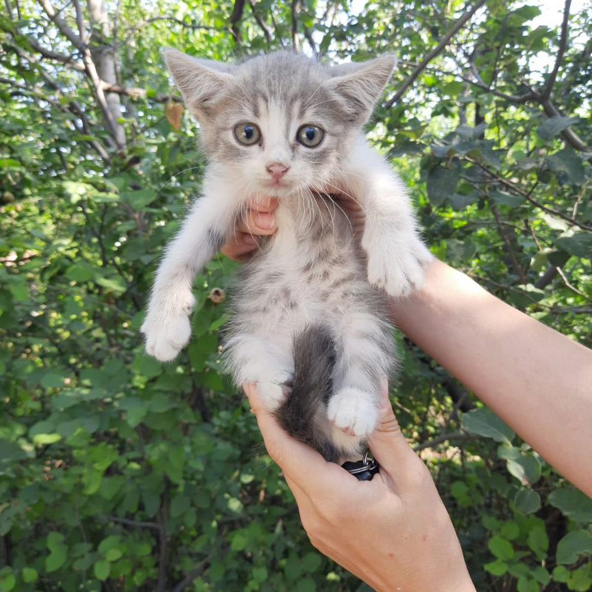 Котята в добрые руки бесплатно