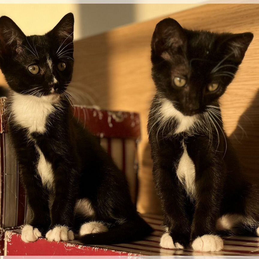 Братики котятки