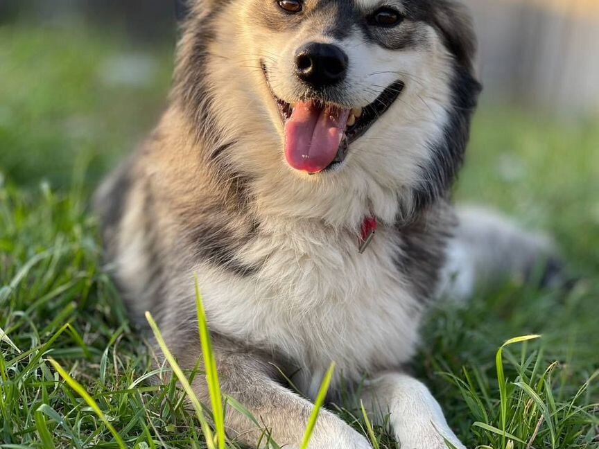 Марго в поисках своего дома