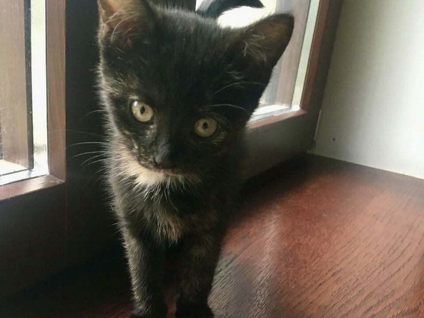 Котенок в добрые руки