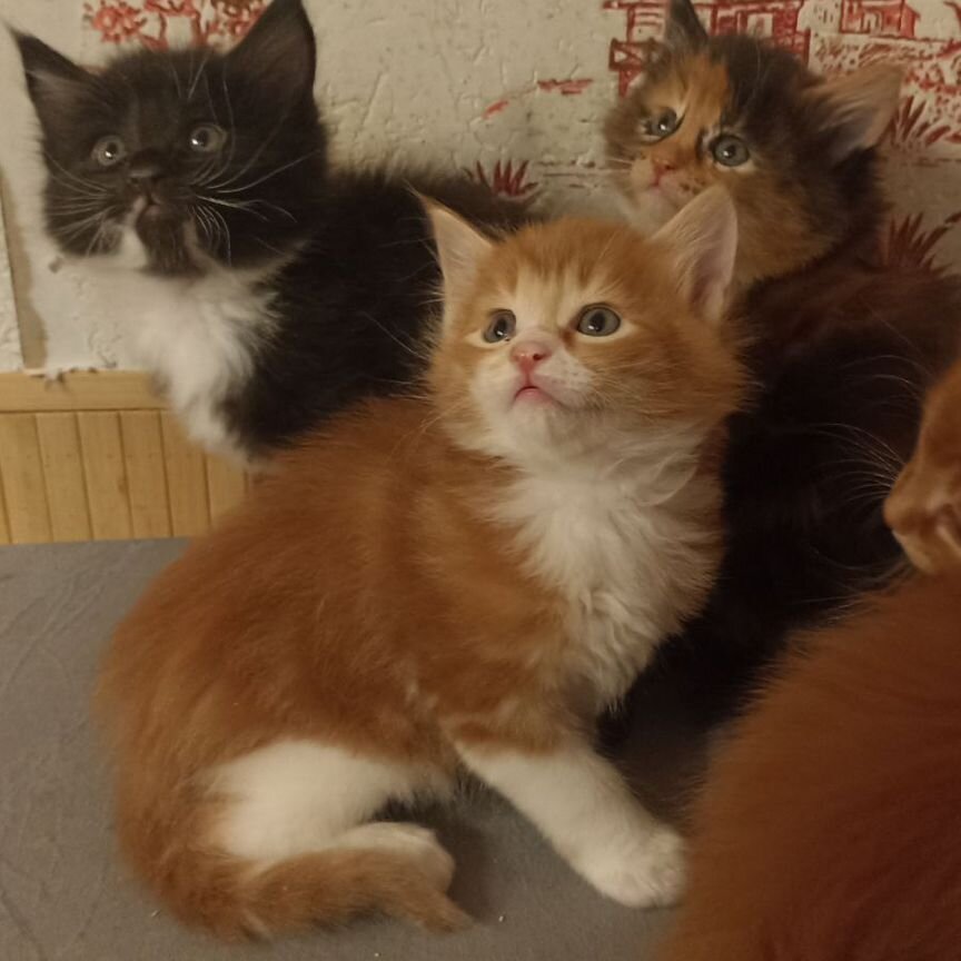 Мейн-кун котёнок