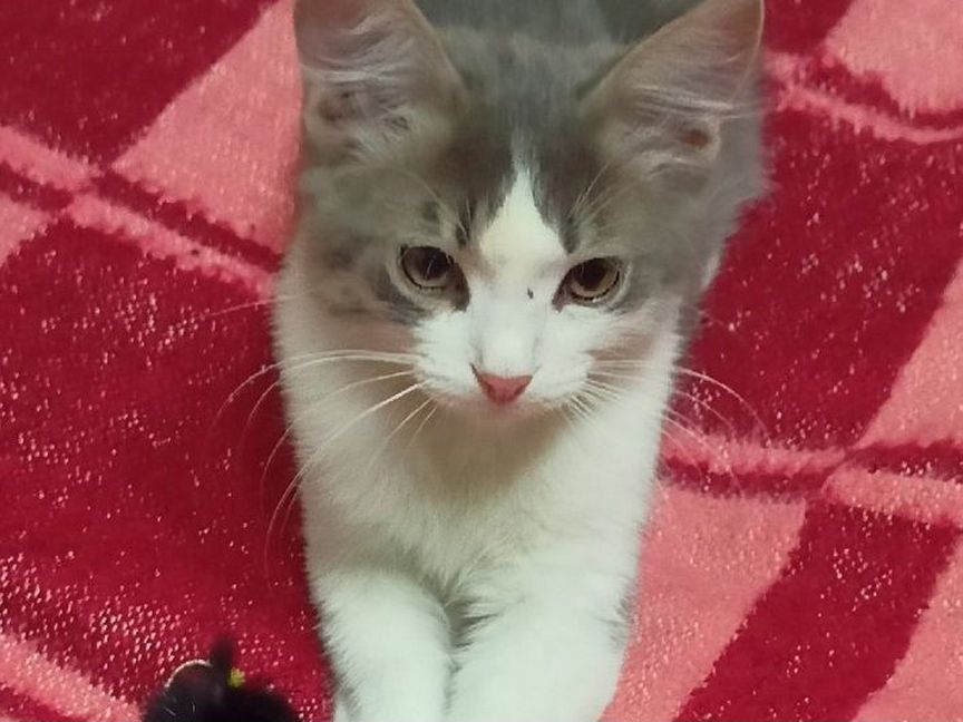 Нашли очень красивого котенка