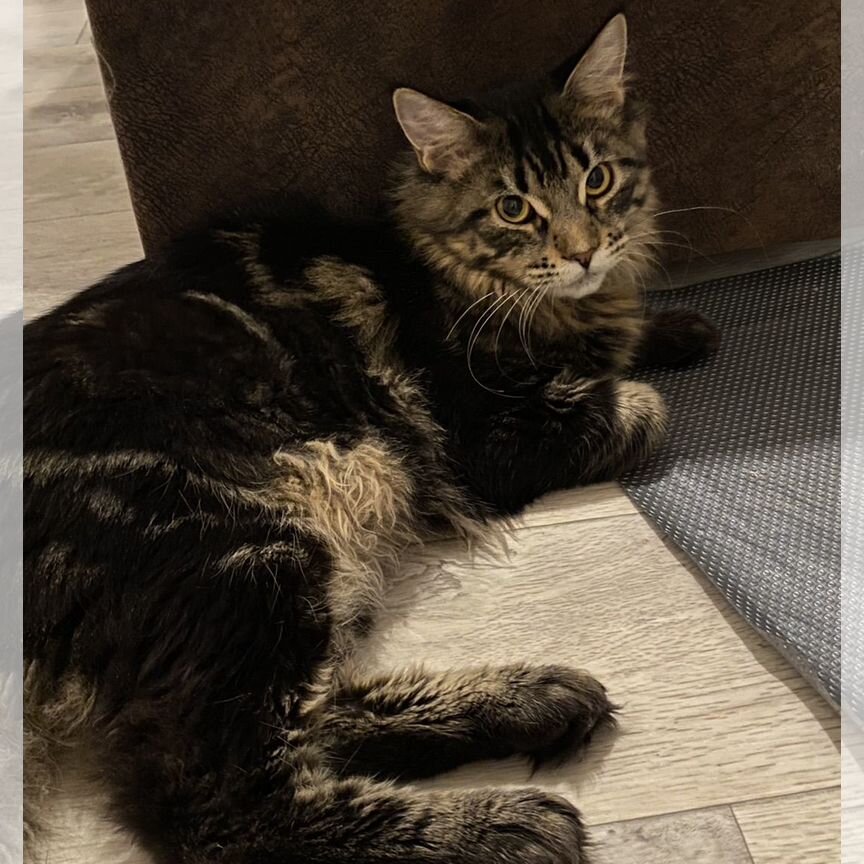 Мейн-кун котёнок