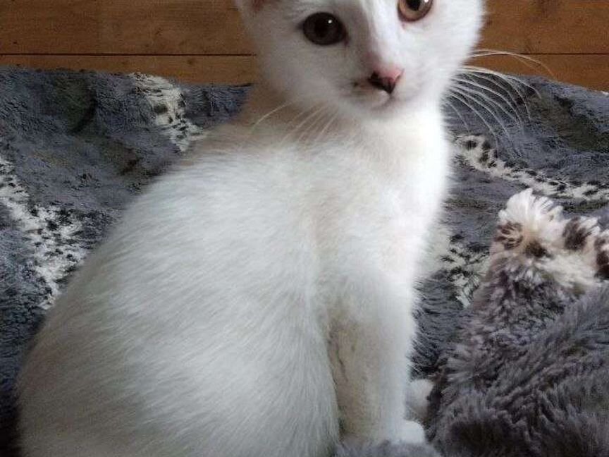 Котенок белый,найди меня мам