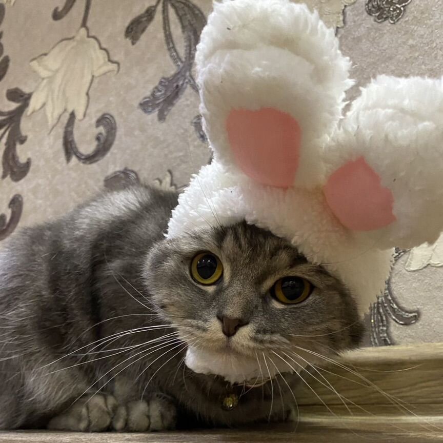 Шотландская вислоухая кошка серая