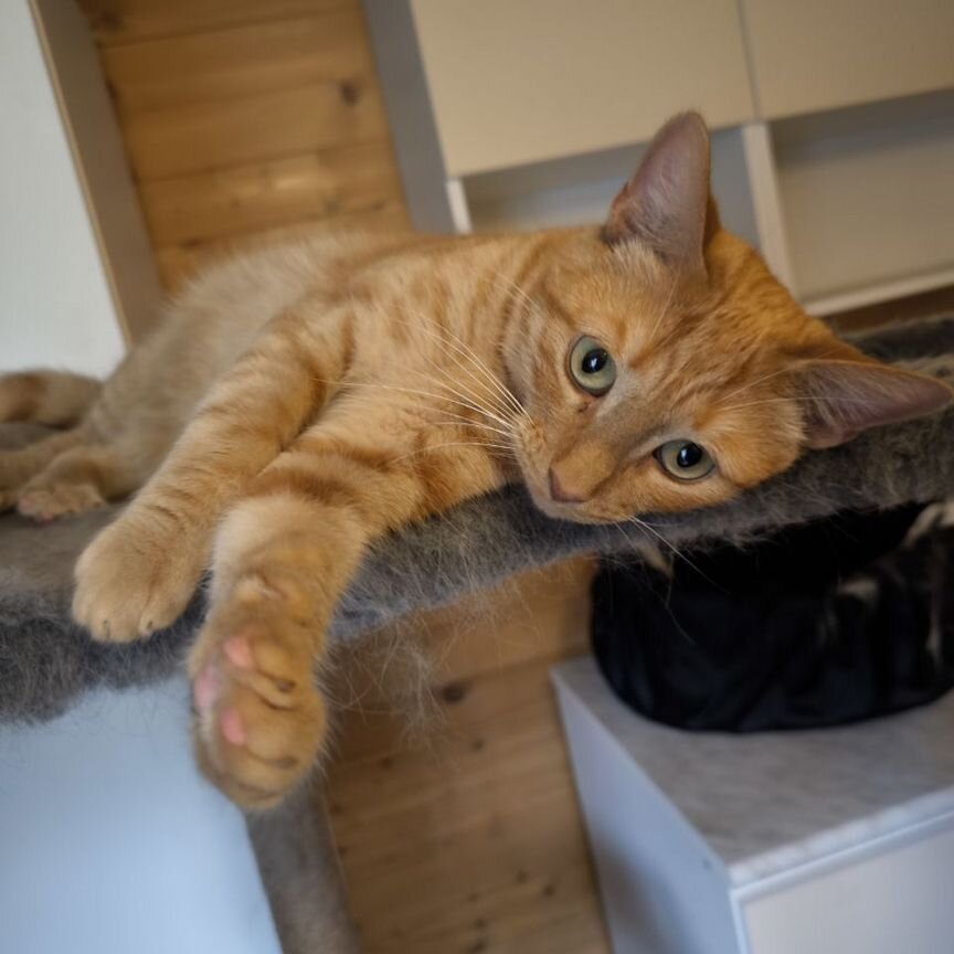 Коты в добрые руки бесплатно