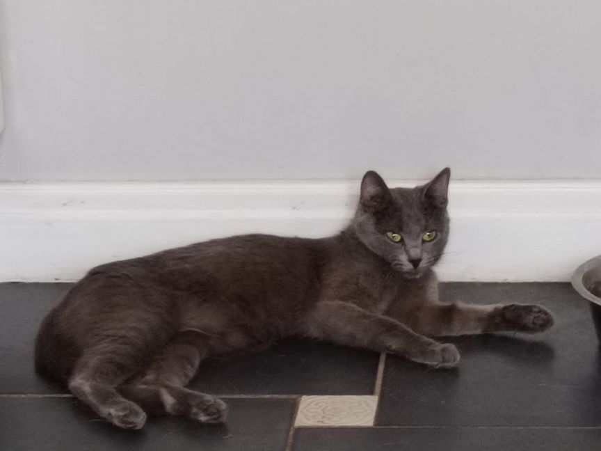 Русская голубая кошка молодая