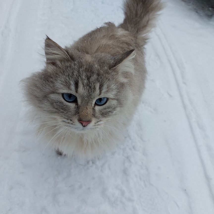 Найдена кошка