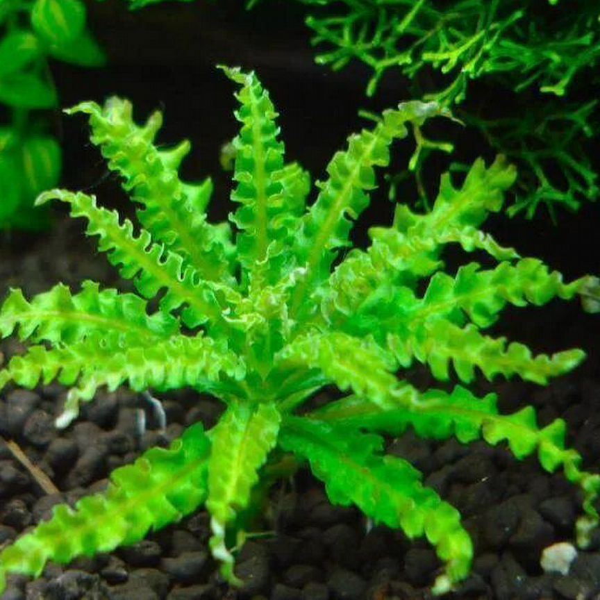 Погостемон хелфера