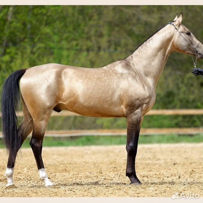 Ахалтекинец жеребец на случку