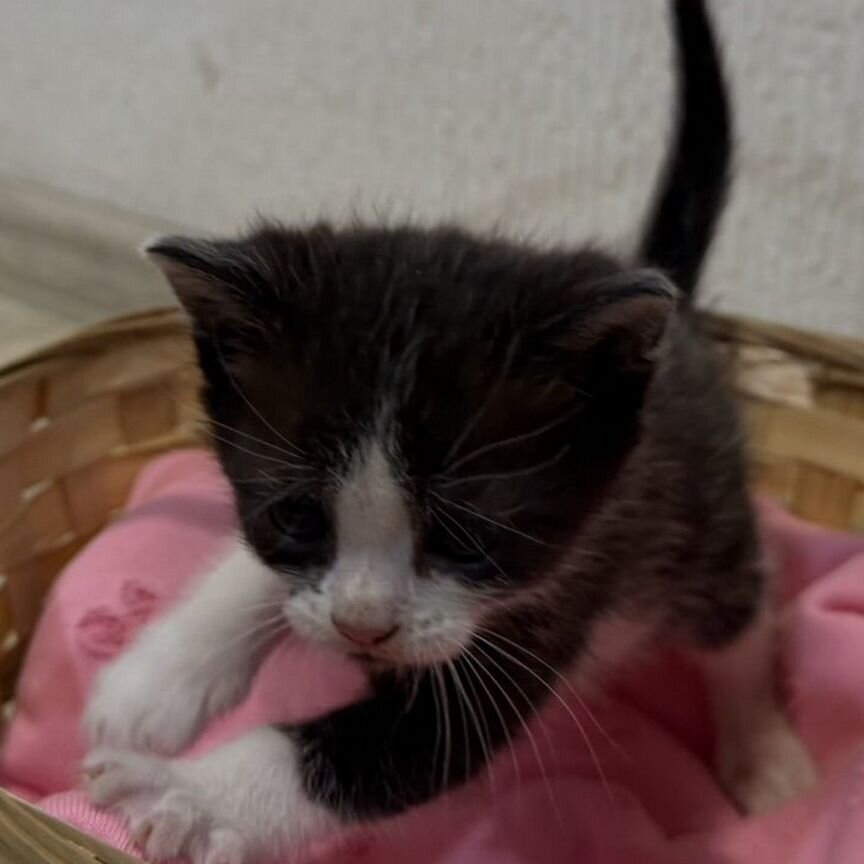 Котёнок в добрые руки