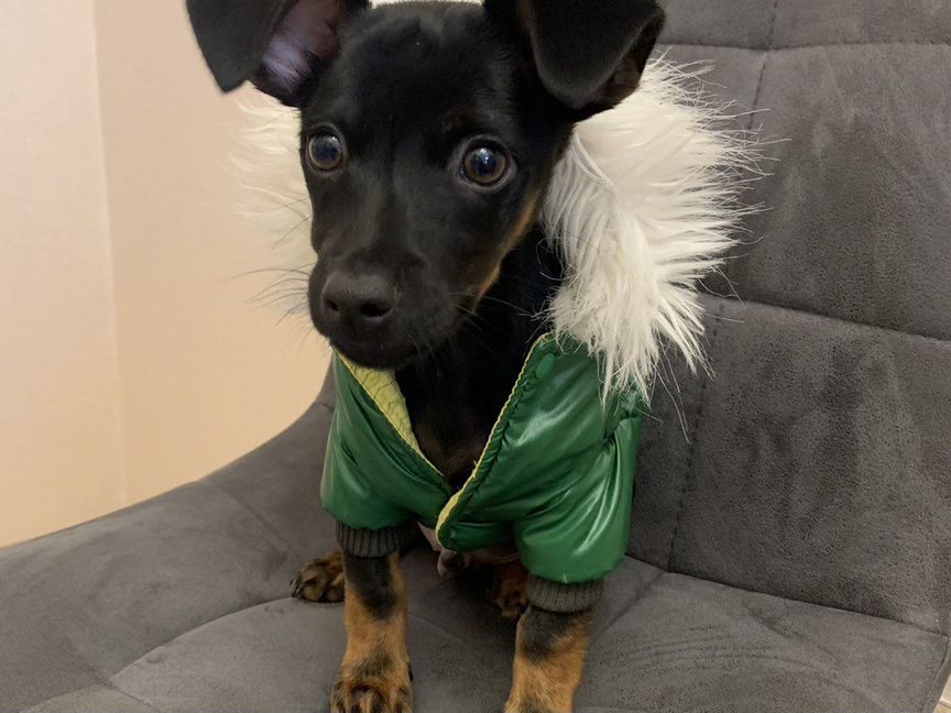 Курточка для собак мелких пород