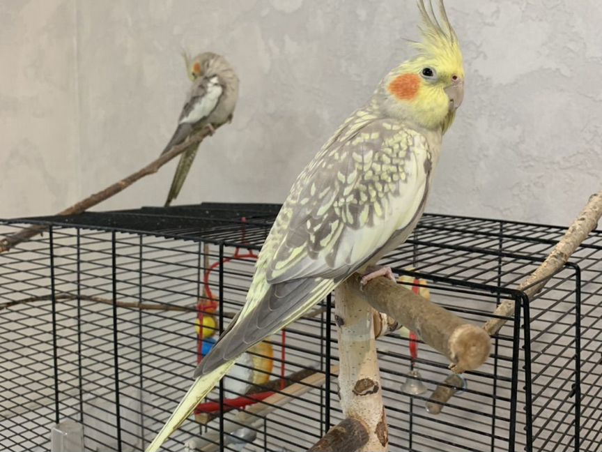 Попугай корелла с клеткой