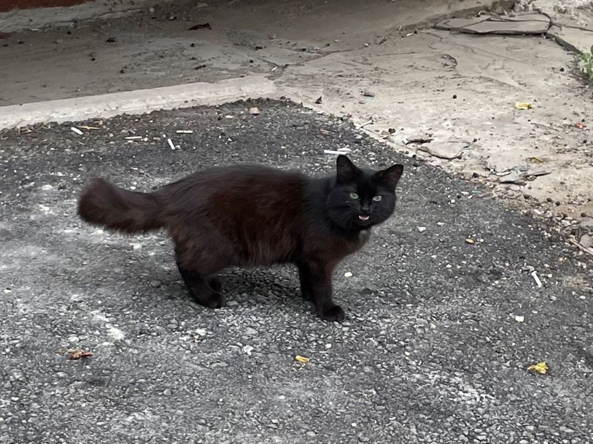 Кошка в дар бесплатно