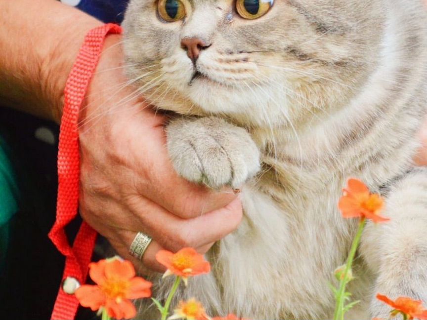 Ласковый пухлячок Тоша ищет хозяев