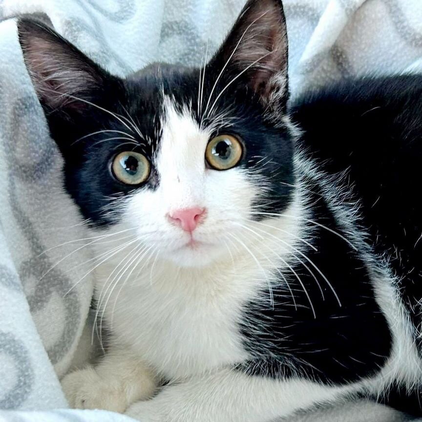 Черно белый котенок ищет дом