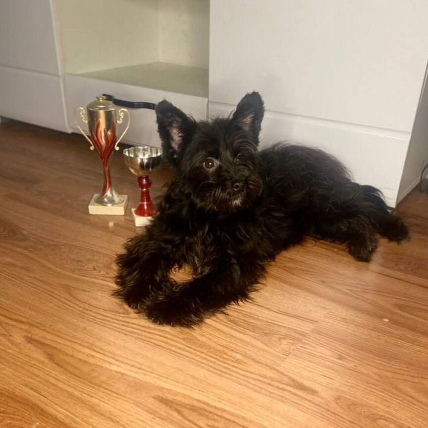 Бивер прекрасный мальчик