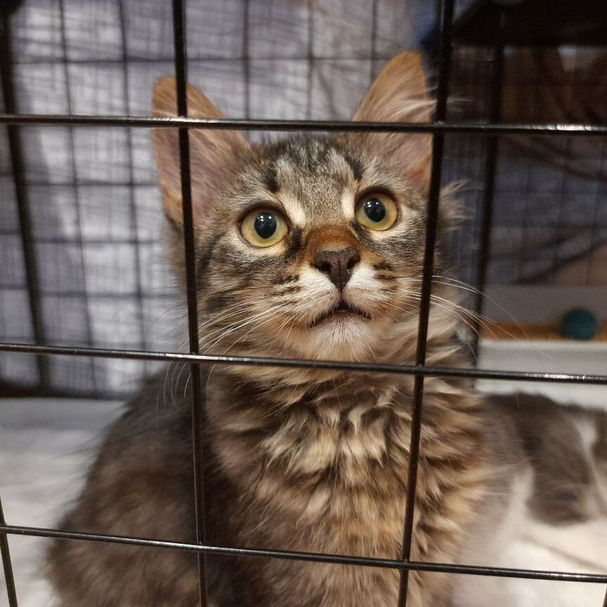 Котёнок Шивана ищет дом в добрые руки
