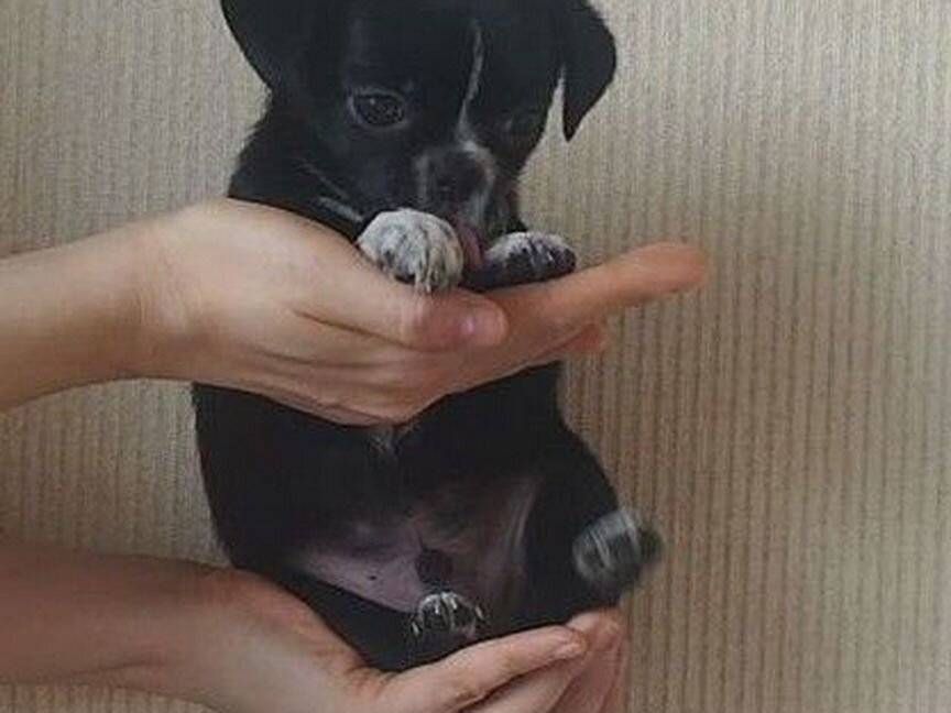 Щенки чихуахуа