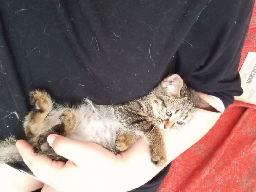 Котята в добрые руки