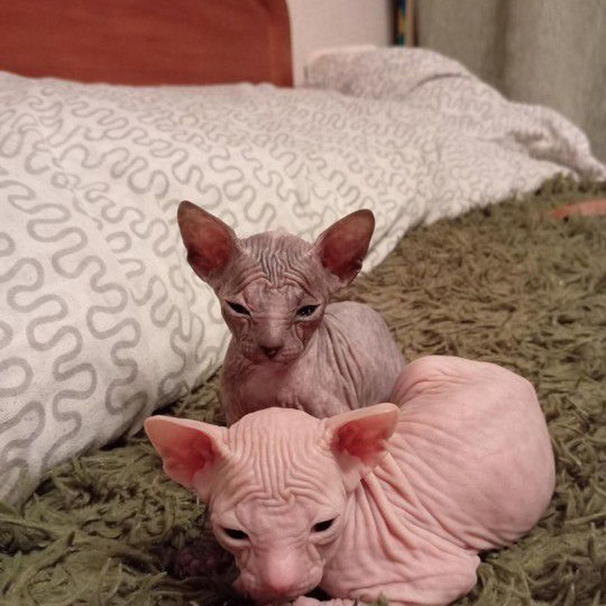 Котята сфинкс