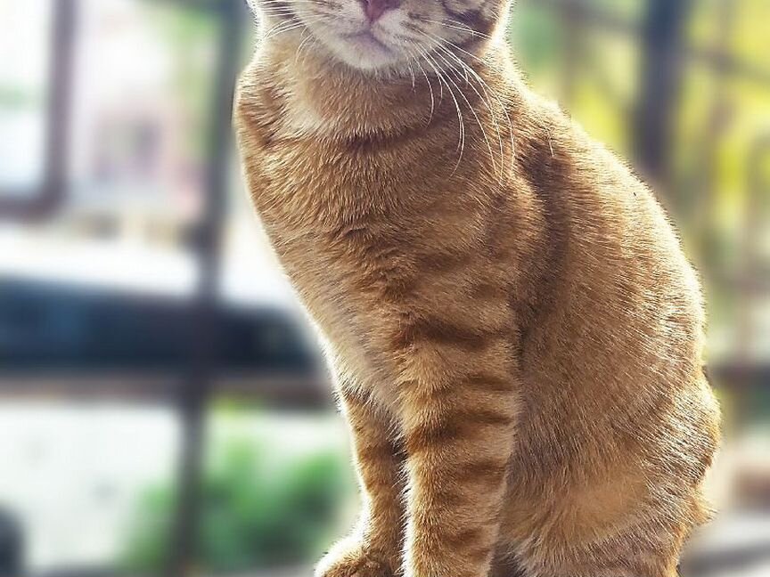 Харизматичный кот