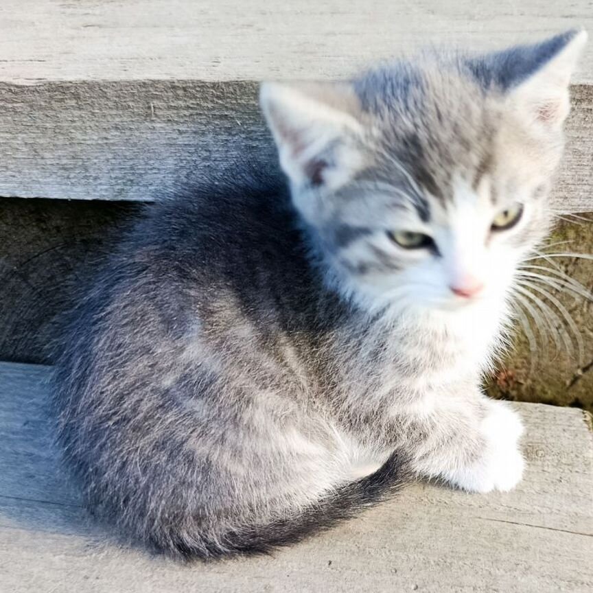 Котёнок от частного владельца