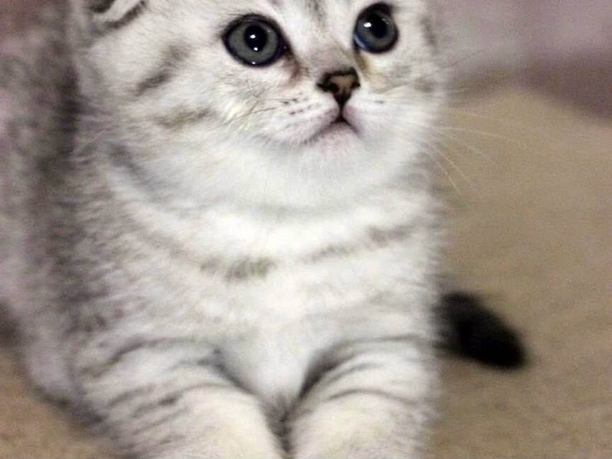 Шотландские вислоухие кошечки