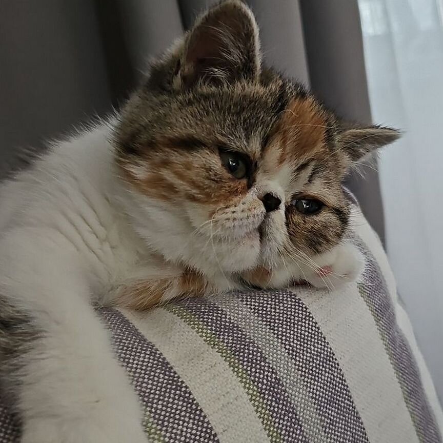 Экзотический котенок