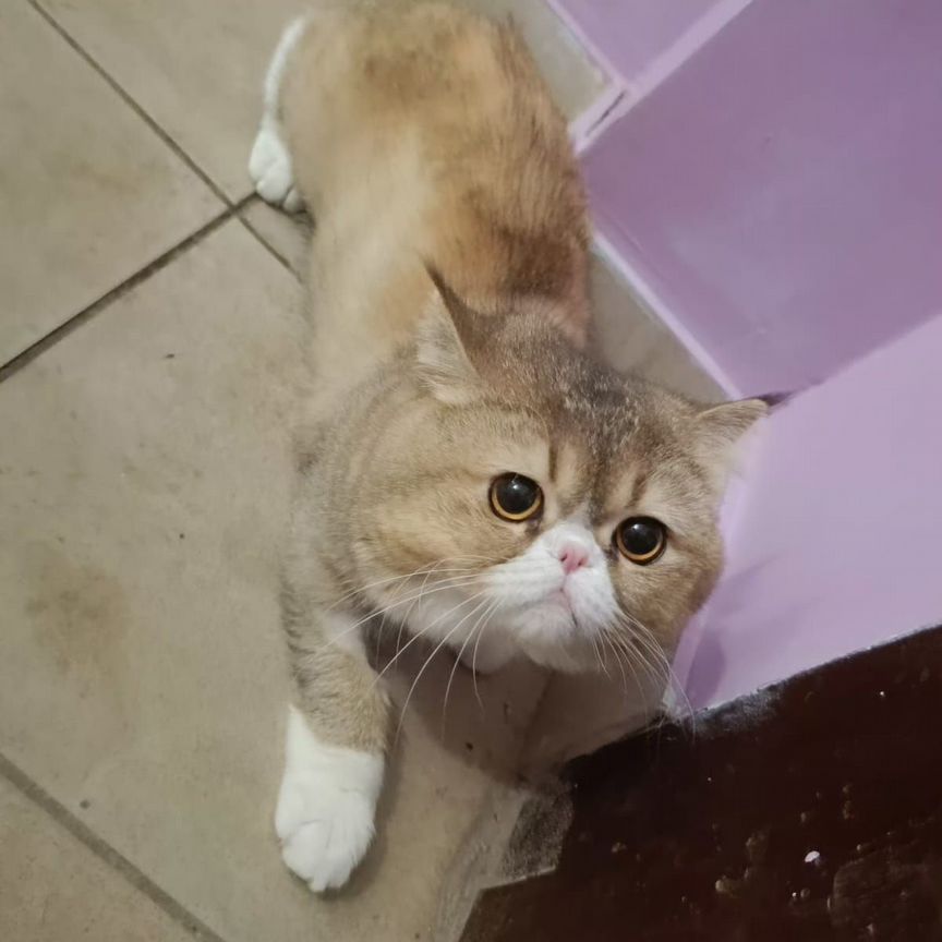 Персидский кот