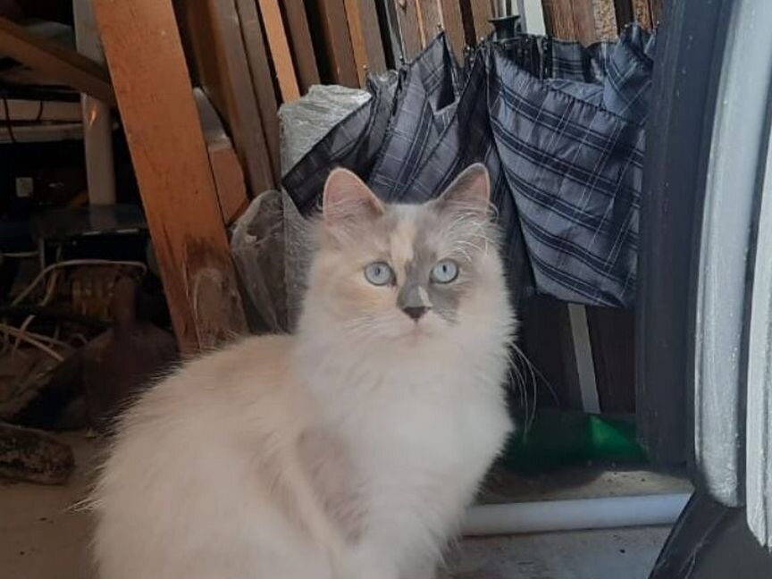 Котенок в добрые руки