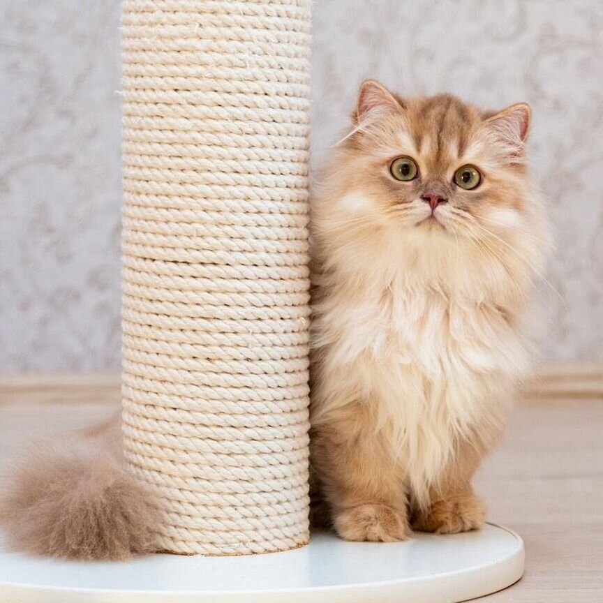 Котик лиловое золото