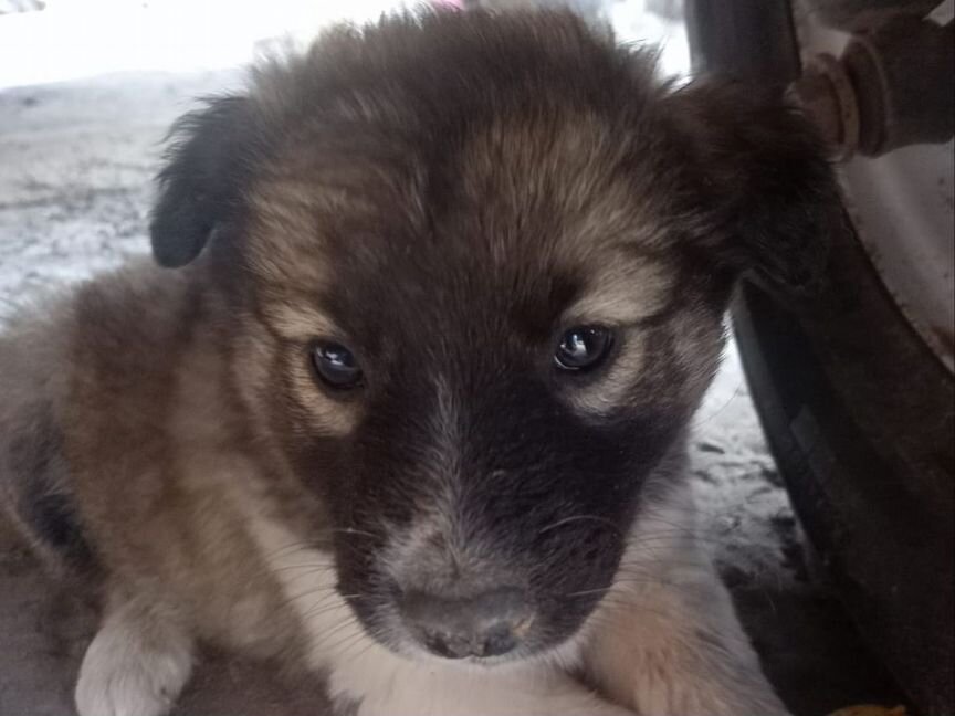 Щенки в добрые руки