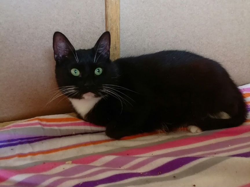 Кошечка Маришка в хорошие руки бесплатно