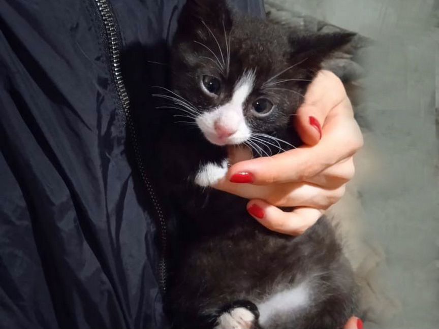 Котята мальчик 1,5 мес в добрые руки