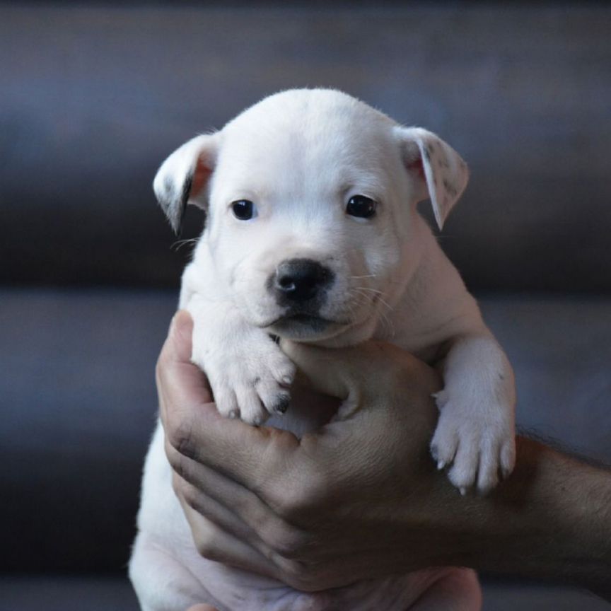 Мальчик стаффордширского бультерьера