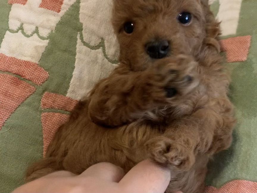 Щенки той пуделя красный