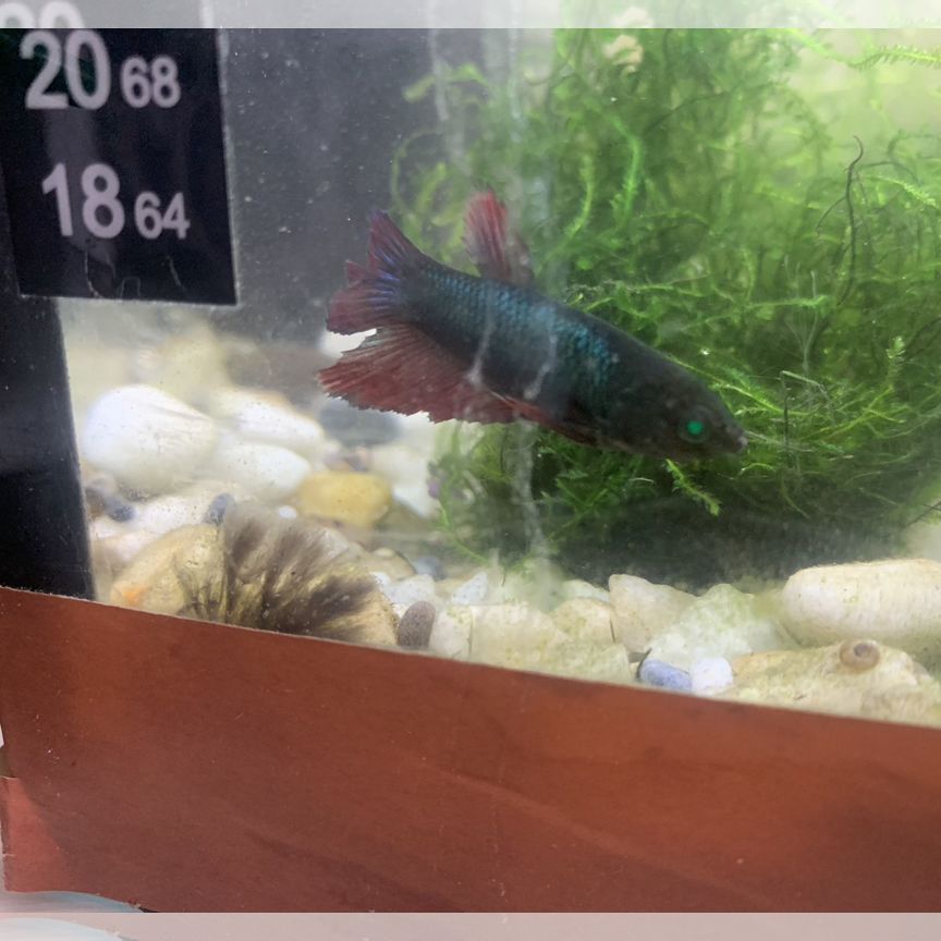 Рыбка петушок девочка