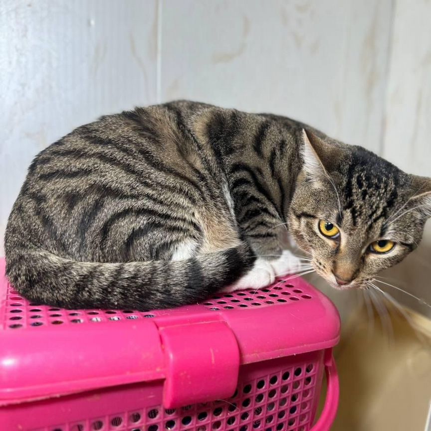 Анис ищет семью