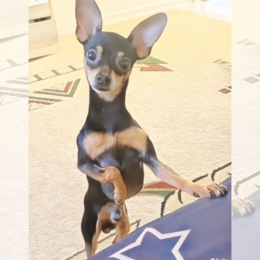 Русский той-терьер, взрослый пёс