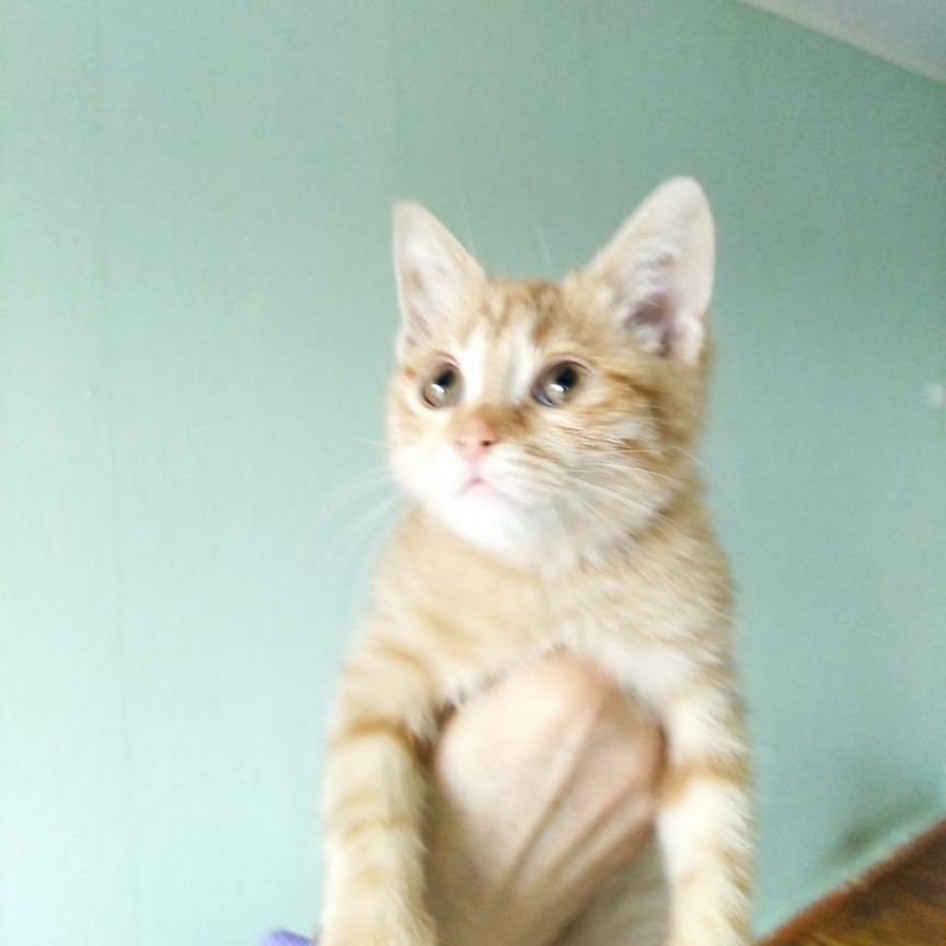 Котенок мальчик