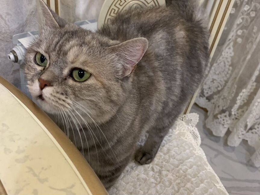 Британка Веслоухая кошка бесплатно