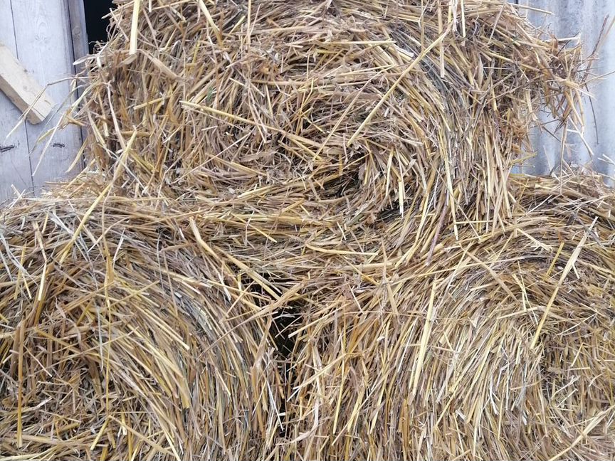 Солома овсяная