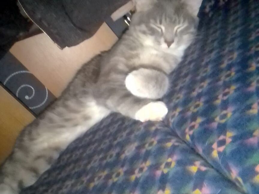 Кот в дар бесплатно