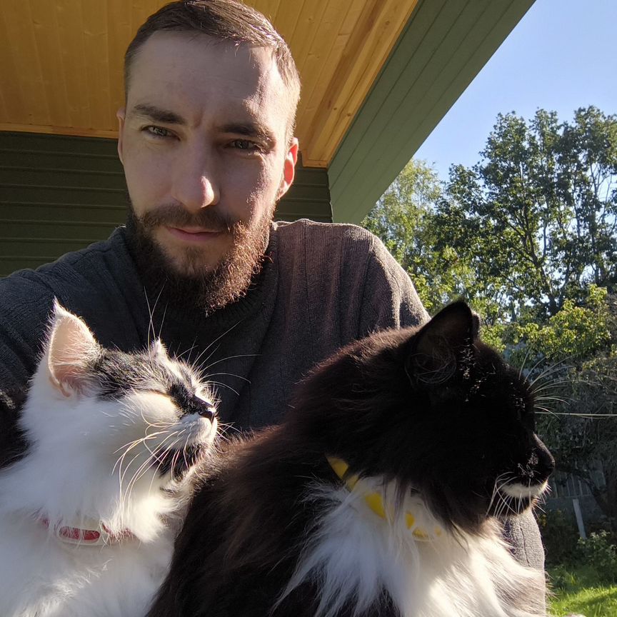 Котики бесплатно в добрые руки