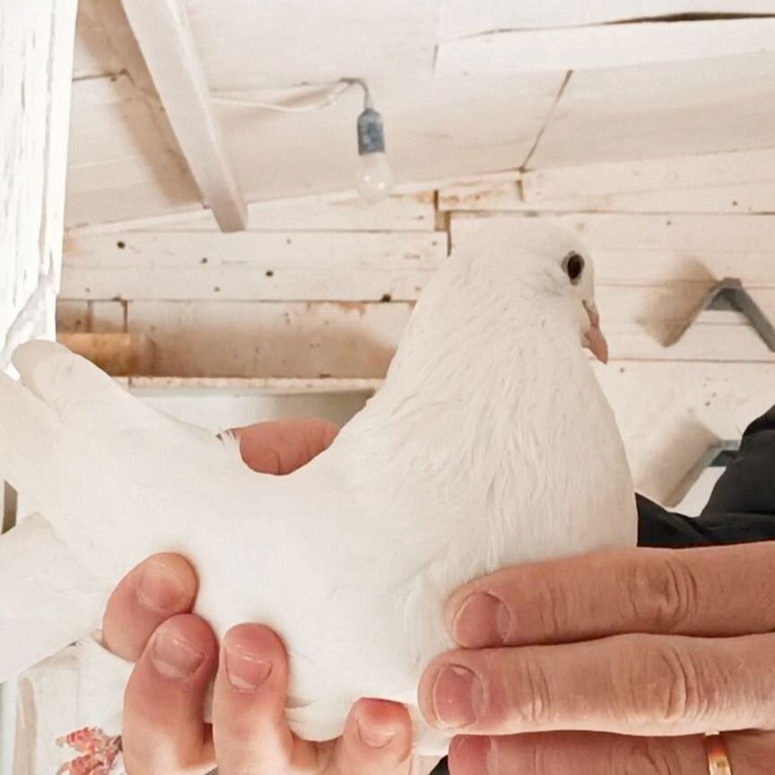 Николаевские голуби